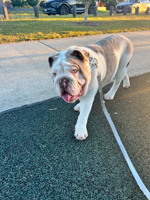 British bulldog | Dogs & Puppies | Gumtree Australia Caboolture Area ...