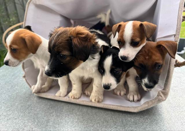 Pure Jack Russell Terriers | Dogs & Puppies | Gumtree Australia ...