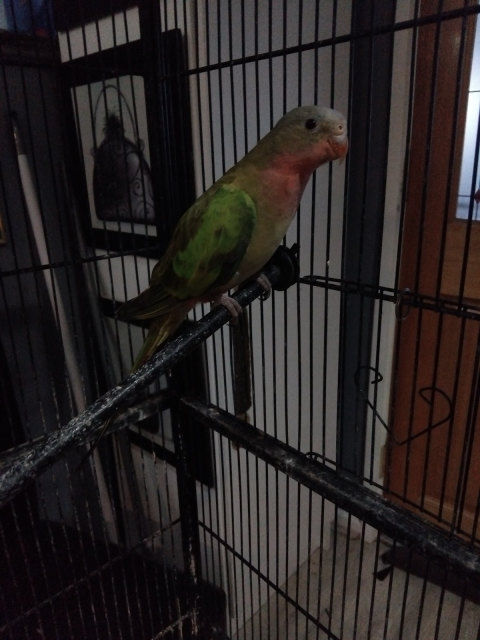 Female princess parrot..will swap for budgies or canarys. | Birds ...