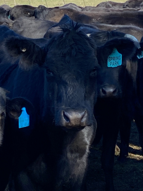 ANGUS HEIFERS - 20 x Pure Bred Angus Heifers ready to join 320 - 350KG ...