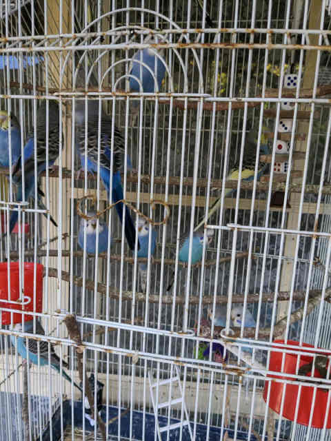 Beautiful babies budgies 3 for $50 | Birds | Gumtree Australia ...