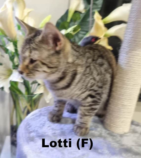 Lotti Rescue Female Kitten | Cats & Kittens | Gumtree Australia Marion ...