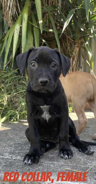 RIDGEBACK X GREAT DANE X BULLMASTIFF | Dogs & Puppies | Gumtree ...
