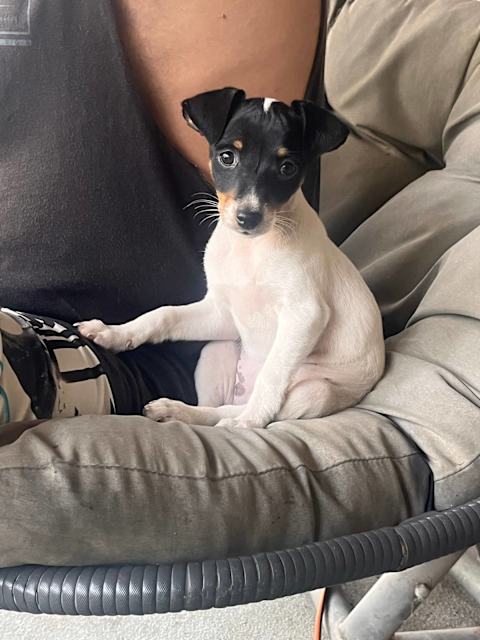 Mini Foxie Pup Female / bobtail | Dogs & Puppies | Gumtree Australia ...