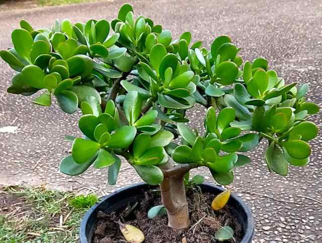 Rooted Jade Money Plant Lucky Money Tree OVATA Crassula about 37x43 cm ...