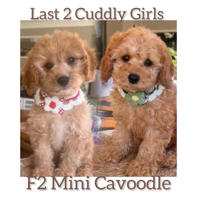 2 GIRLS AVAILABLE!!!F2 MINI CAVOODLE 🐶 READY NOW🏡!!! | Dogs & Puppies ...