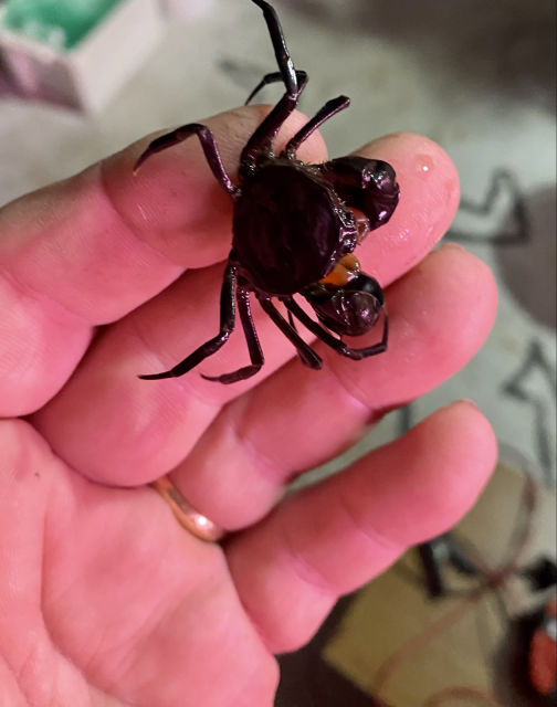 Cherry Spider Crab for aquarium/pond/aquaculture | Fish | Gumtree ...