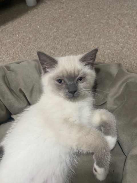 Kitten British Shorthair | Cats & Kittens | Gumtree Australia Singleton ...