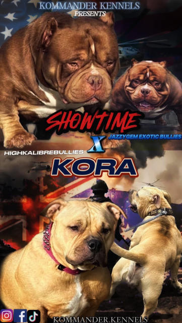 ABKC pedigreed Micro x Pocket American Bullies | Dogs & Puppies ...