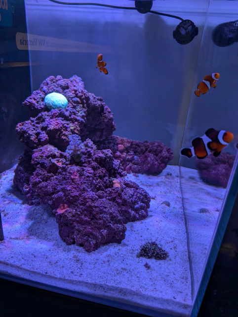 Clown Fish and 2 random corals | Fish | Gumtree Australia Brisbane ...