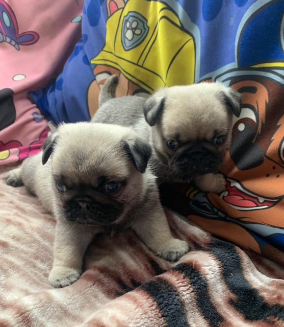 2 beautiful pure pug pups | Dogs & Puppies | Gumtree Australia ...