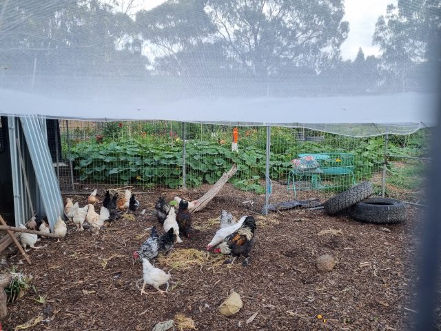 Roosters, various breeds. Silkie Chickens and Chicks | Livestock ...