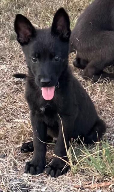 Top quality Black and fawn Dutch shepherd x German shepherds | Dogs ...