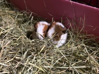 Sheba Mini Yak Baby Guinea Pigs -Mixed breed available $70 Sheba $100 ...