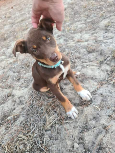 only one little red kelpie left | Dogs & Puppies | Gumtree Australia The Coorong Area ...