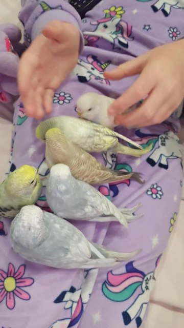 budgies babies | Birds | Gumtree Australia Rockingham Area - Rockingham ...