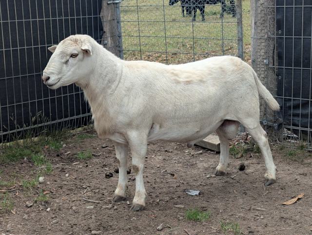 Aussie White Ram | Livestock | Gumtree Australia Macedon Ranges ...