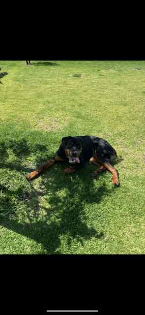 1.5 year old Rottweiler natural bobtail | Dogs & Puppies | Gumtree ...