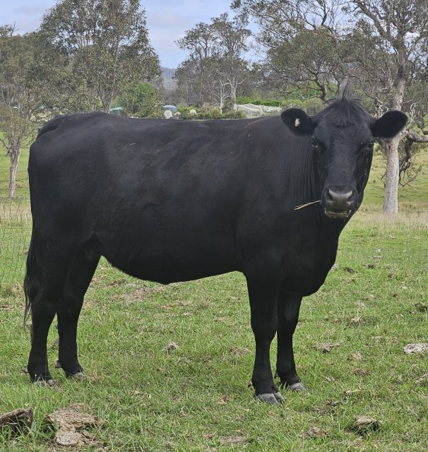 Angus Cow & Calf - Purebred | Livestock | Gumtree Australia Bega Valley ...