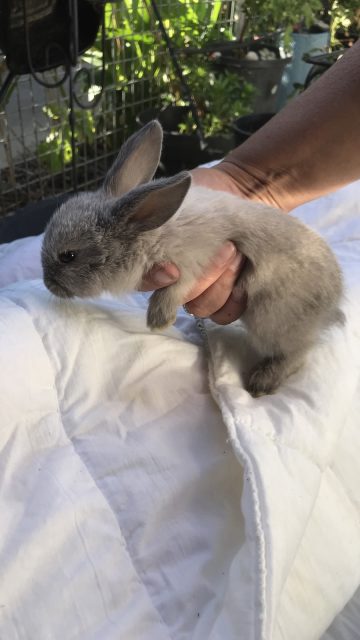 Mini lop cross lop bunnies | Rabbits | Gumtree Australia Young Area ...