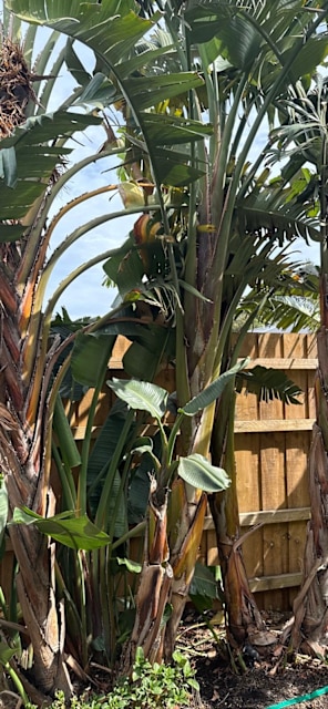 Backyard palm trees garden - Plants in Black Rock VIC | Gumtree Australia