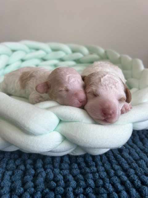 Registered Theodore (cavoodle) puppies | Dogs & Puppies | Gumtree ...