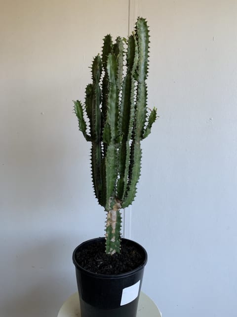 African milk tree cactus, euphorbia trigona cactus | Plants | Gumtree ...