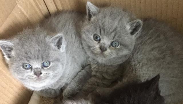 Pedigreed British Shorthair kittens | Cats & Kittens | Gumtree ...