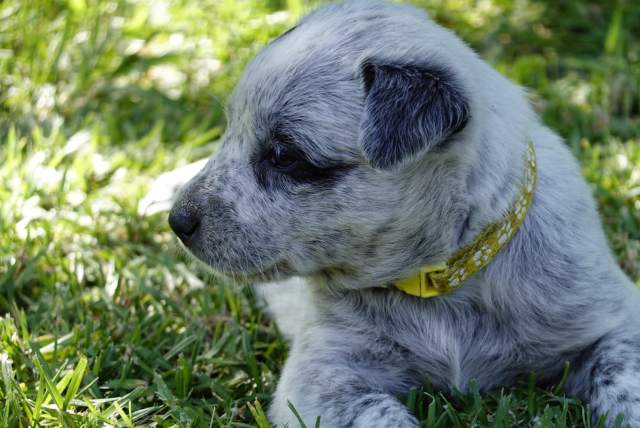 Stumpy tail cattle dog puppies ONLY 2LEFT | Dogs & Puppies | Gumtree ...
