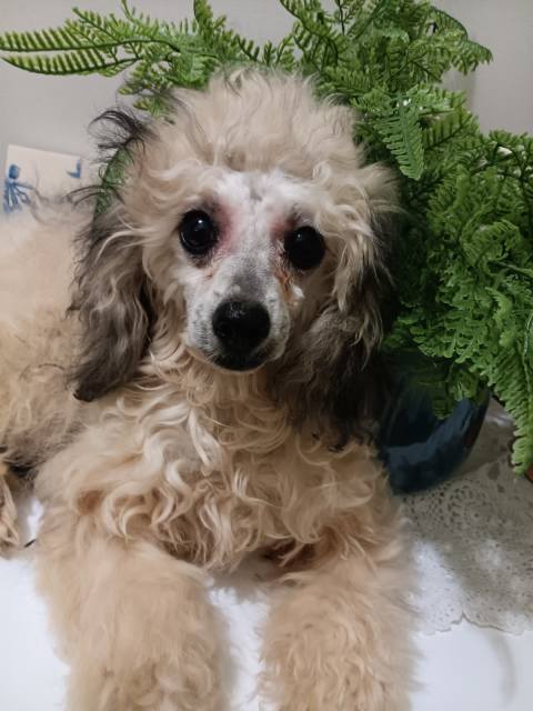 Poodle Toy cream sable | Dogs & Puppies | Gumtree Australia Ballarat ...