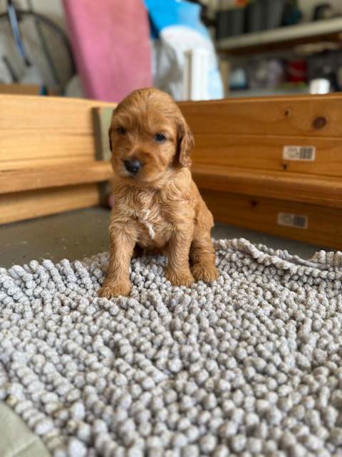 Red Standard Groodles | Dogs & Puppies | Gumtree Australia Brisbane ...