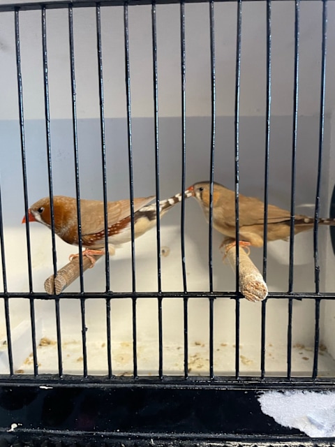 SHOW ZEBRA FINCHES AVAILABLE | Birds | Gumtree Australia Blacktown Area ...
