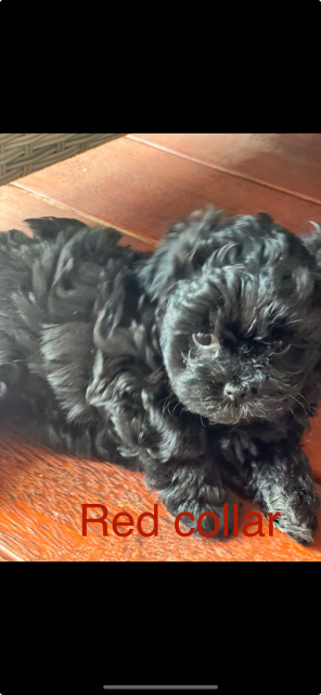 Shmoodle puppies | Dogs & Puppies | Gumtree Australia Hobsons Bay Area ...