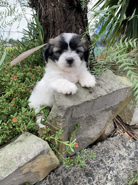 Cute Maltese Shih Tzu XJack Russell X Puppies X | Dogs & Puppies ...