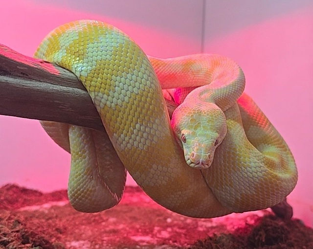 2 black headed pythons 1 marbled childs python 1 albino darwin carpet ...