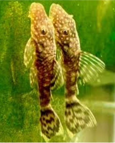 Bristle nose catfish | Fish | Gumtree Australia Sutherland Area ...