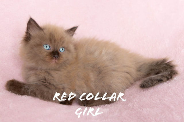 4 RARE Mink and Traditional Ragdoll Kittens | Cats & Kittens | Gumtree ...