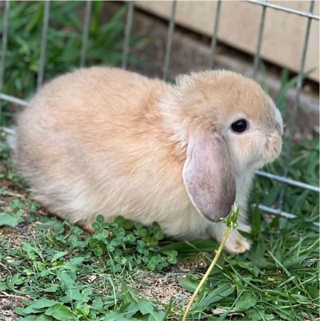 Purebred Baby Mini Lops – Last Litter Available | Rabbits | Gumtree ...