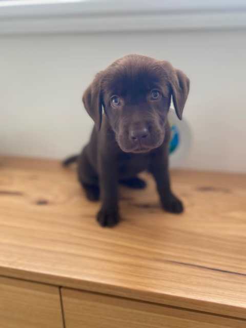 PUREBRED CHOCOLATE LABRADOR PUPPIES | Dogs & Puppies | Gumtree ...