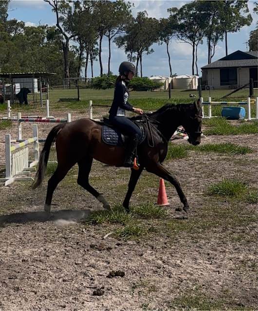 Stunning hack gelding | Horses & Ponies | Gumtree Australia Bundaberg ...
