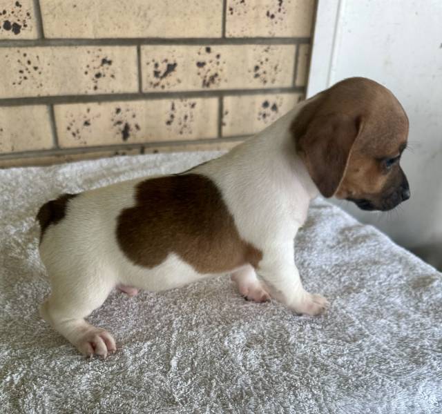 Purebred Stumpy Tail Jack Russell puppy | Dogs & Puppies | Gumtree ...