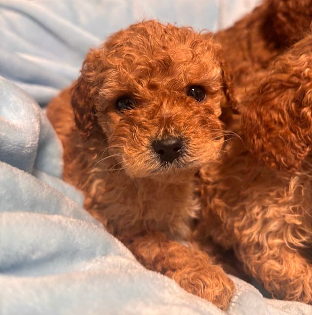 Red Toy Cavoodle Puppies | Dogs & Puppies | Gumtree Australia Circular ...