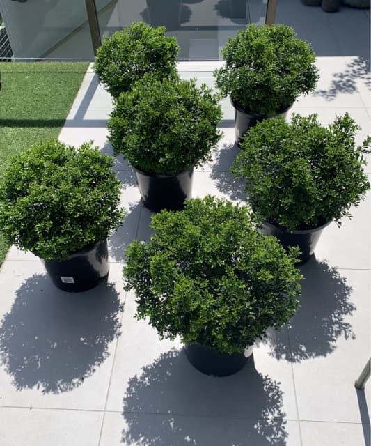 SOLD . murraya paniculata dwarf, four beautiful plants left. | Plants ...