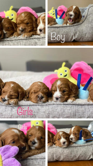 CAVOODLE PUPPIES FIRST GENERATION (F1) ADELAIDE HILLS SA | Dogs ...