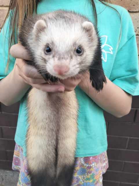 Friendly Female Ferret | Other Pets | Gumtree Australia Victor Harbor ...