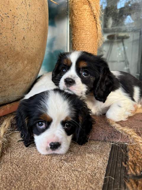 Tri and Merle King Charles Cavalier Spaniels | Dogs & Puppies | Gumtree ...