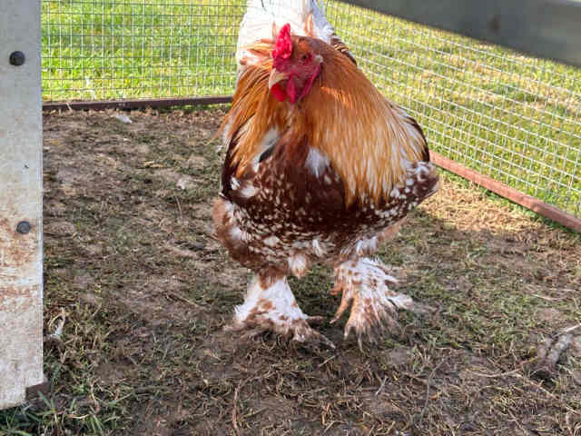 Lemon Pyle Brahma Chickens | Livestock | Gumtree Australia Wollondilly ...