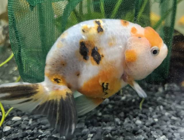 Large Fancy Goldfish upto 15 cm | Fish | Gumtree Australia Brisbane ...