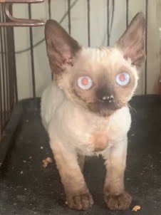 Pure Devon Rex kittens for sale. | Cats & Kittens | Gumtree Australia ...