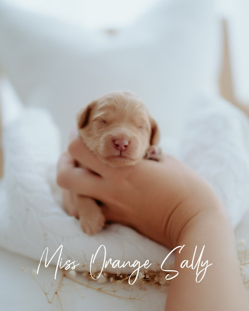 MultiGen Labradoodles | Dogs & Puppies | Gumtree Australia Rockingham ...